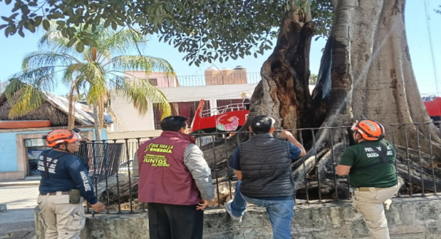 propuestaoaxaca - Evalúan autoridades ambientales daños en Árbol ...